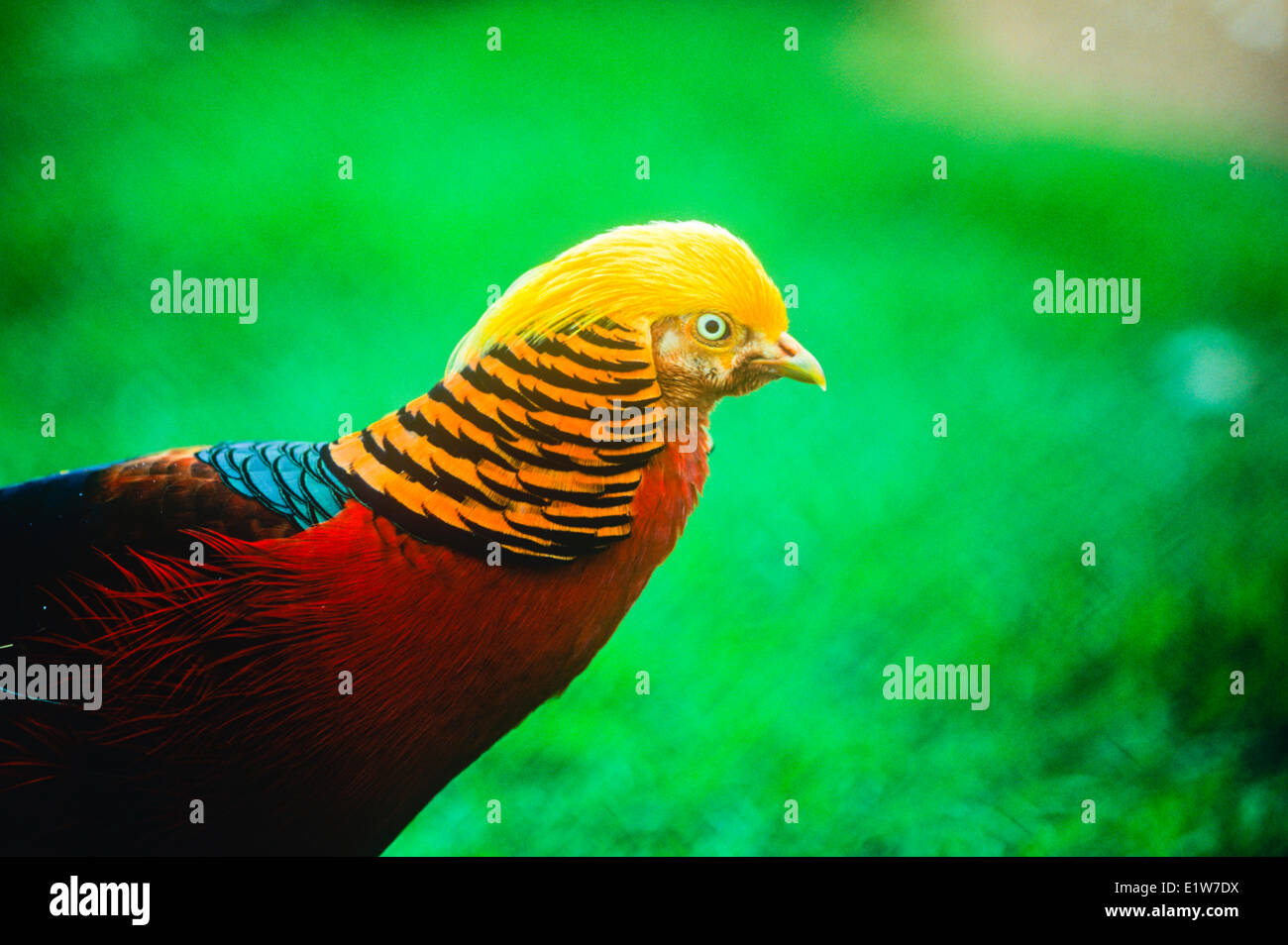 Golden Pheasant, (Chrysolophus pictus Stock Photo - Alamy