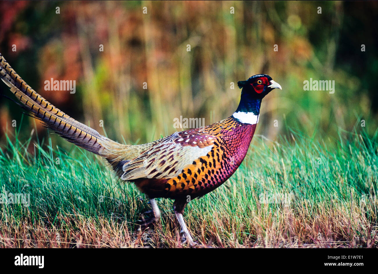 Ring necked pheasants hi-res stock photography and images - Alamy