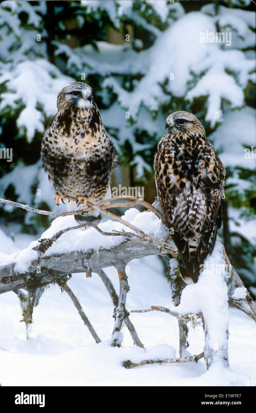Red tailed hawk perched in tree hi-res stock photography and images - Alamy