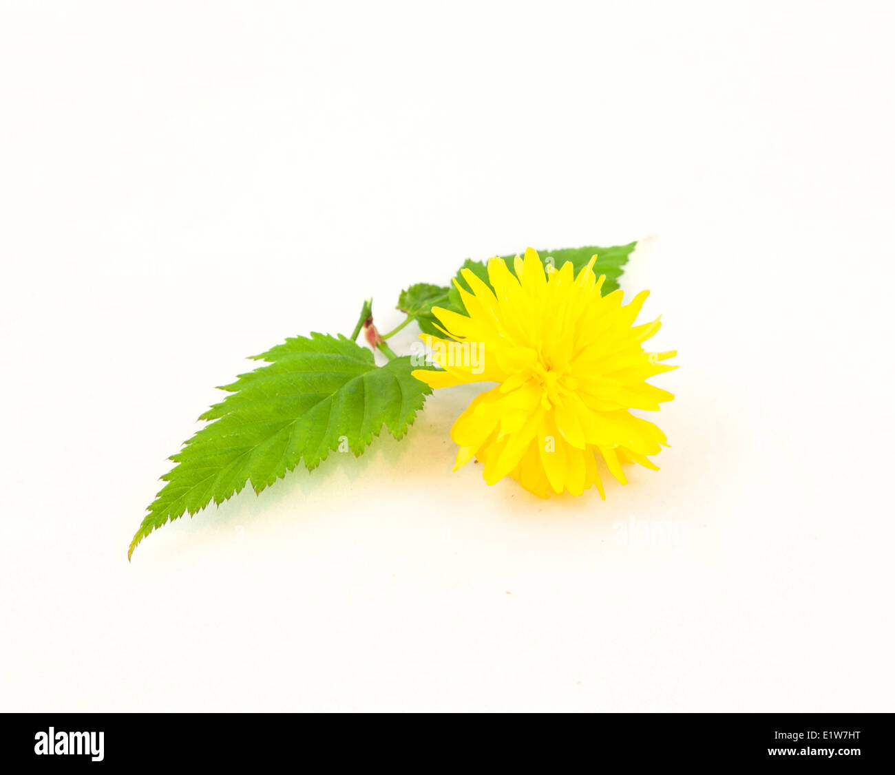 Green leaf yellow flower hi-res stock photography and images - Alamy
