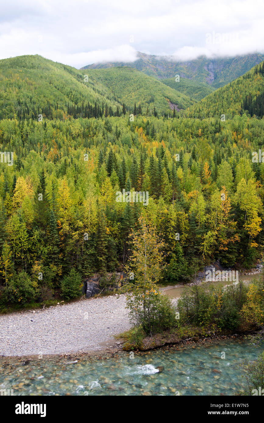 Coniferous Forest Location