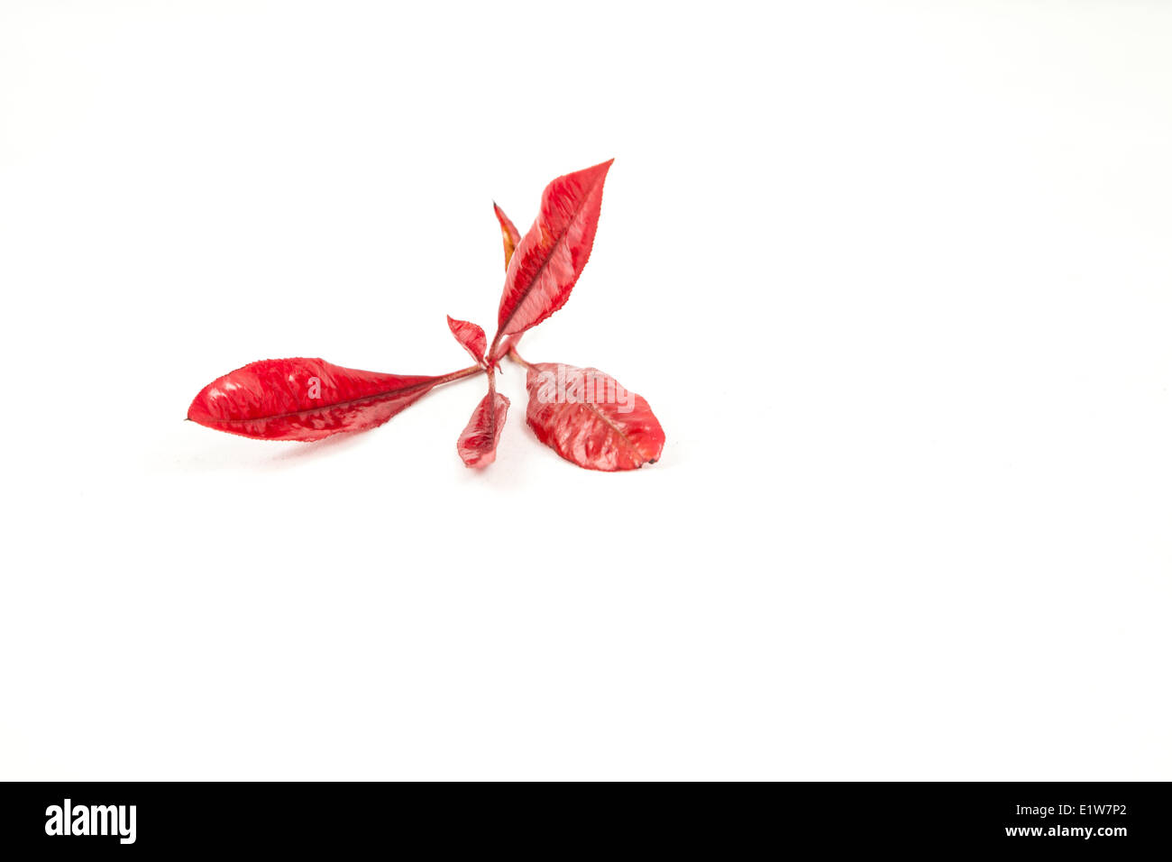 Photograph of leaf Cut Out Stock Images & Pictures - Alamy