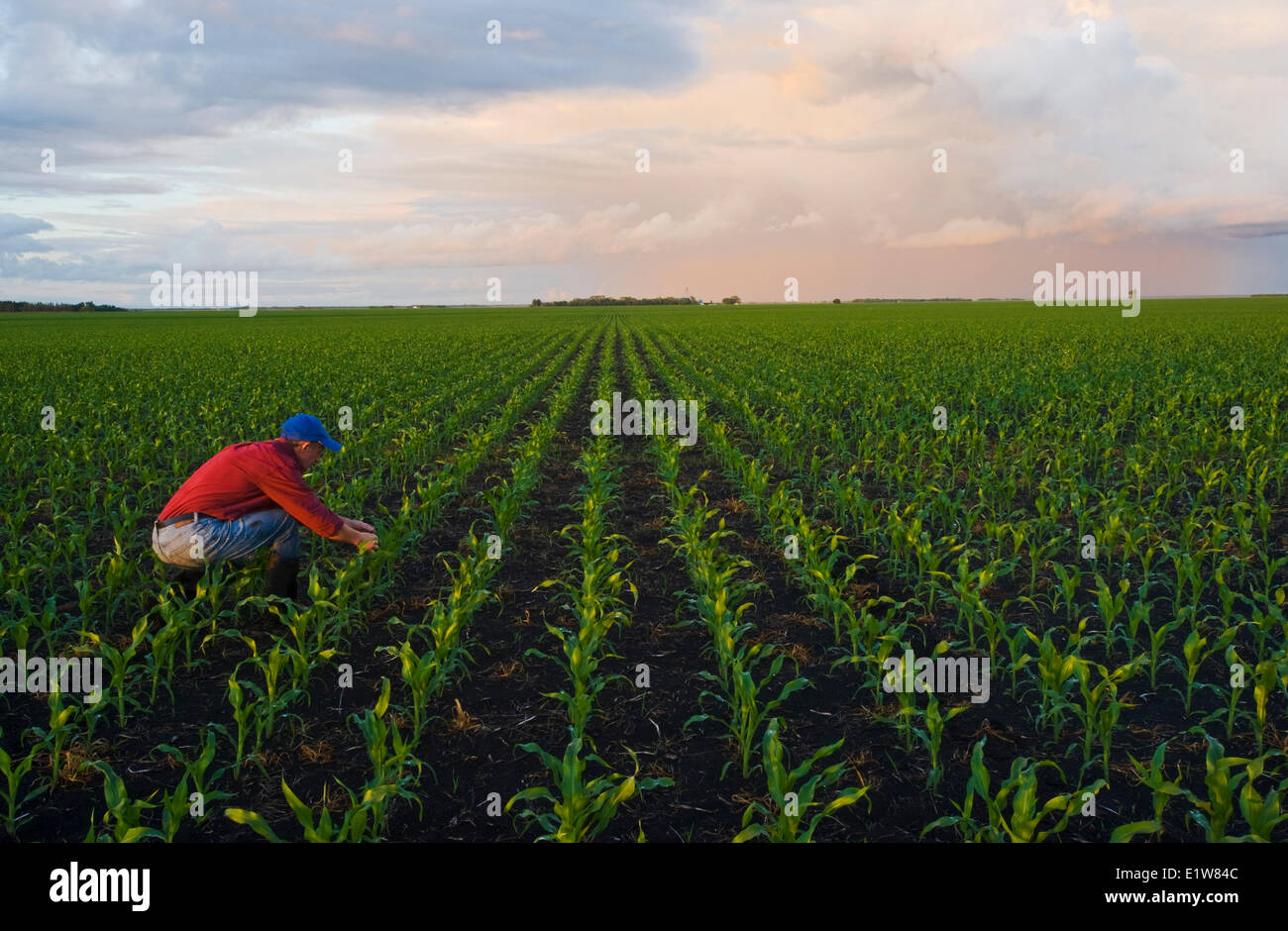 Farmer scouts a field of early growth feed/grain corn, near Dufresne ...