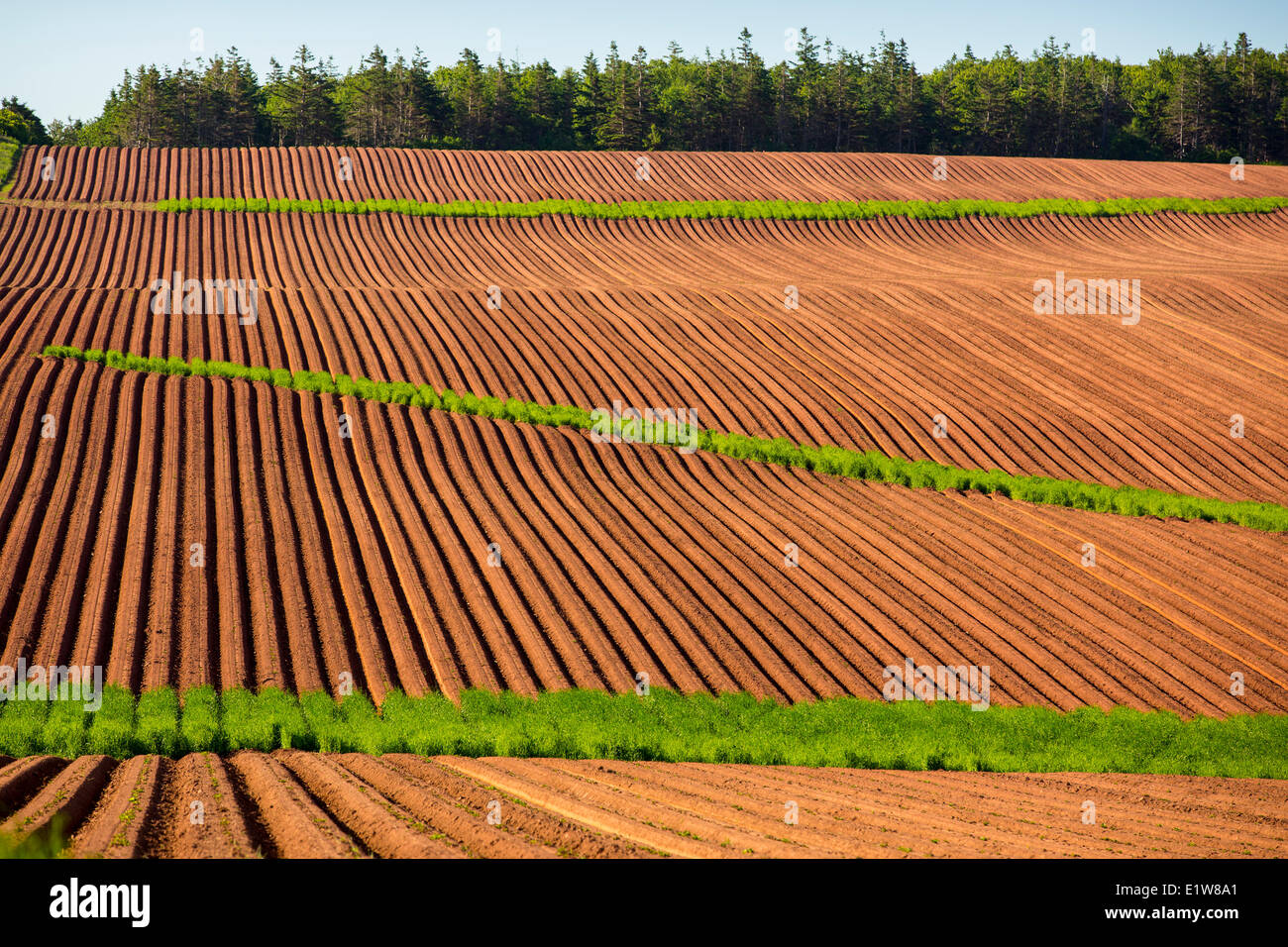Potatoe field, Park Corner, Prince Edward Island, Canada Stock Photo ...