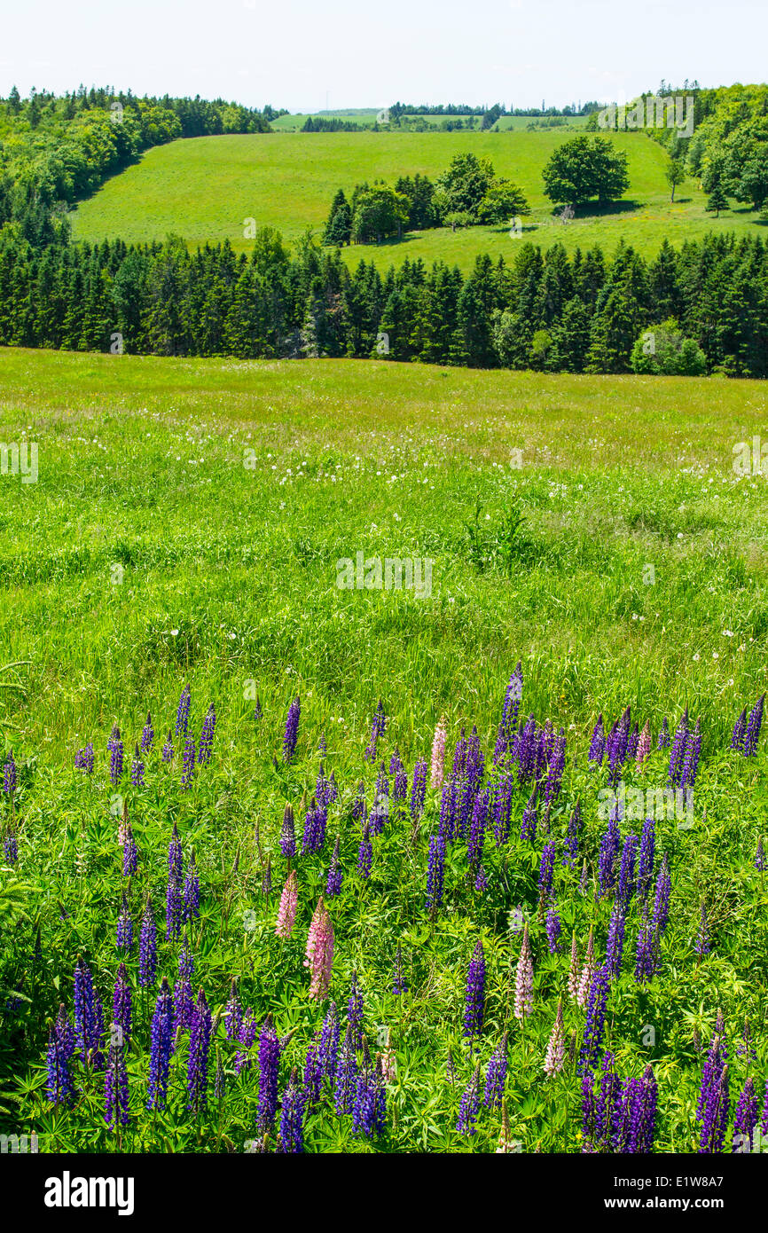 Appin road hi-res stock photography and images - Alamy