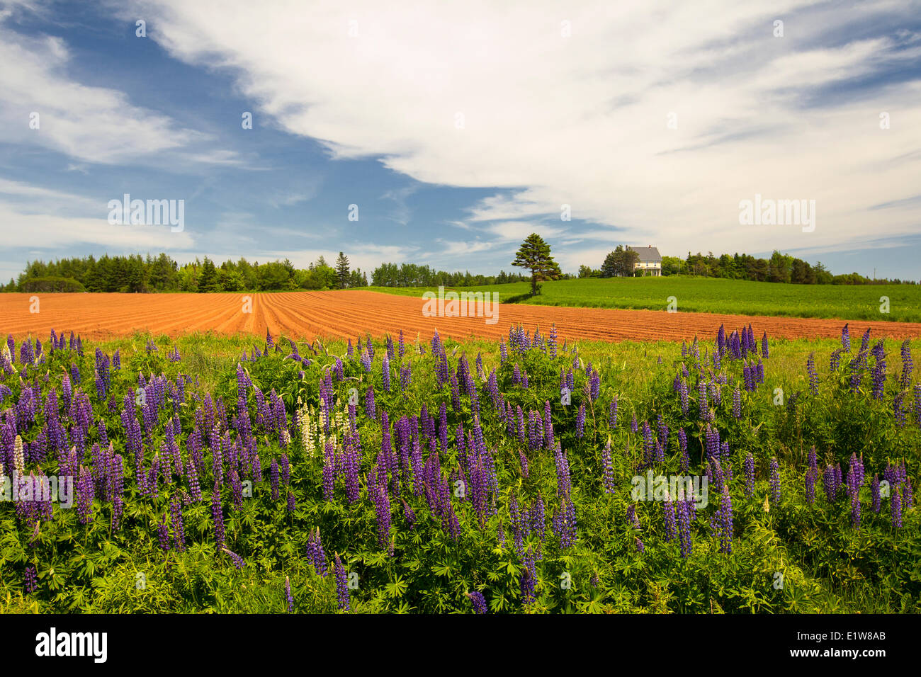 Lupines, Tryon, Prince Edward Island, Canada Stock Photo - Alamy