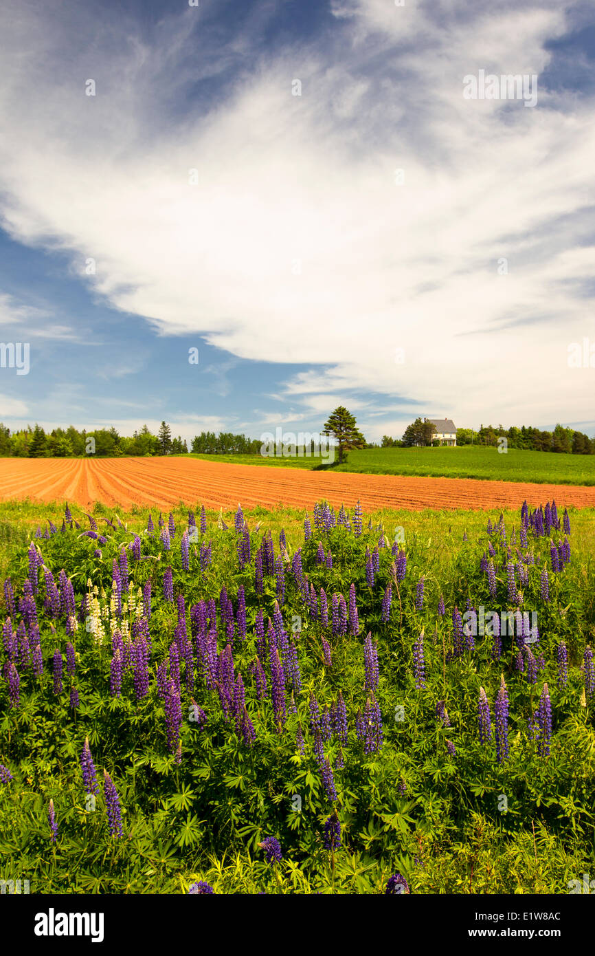 Lupines, Tryon, Prince Edward Island, Canada Stock Photo - Alamy