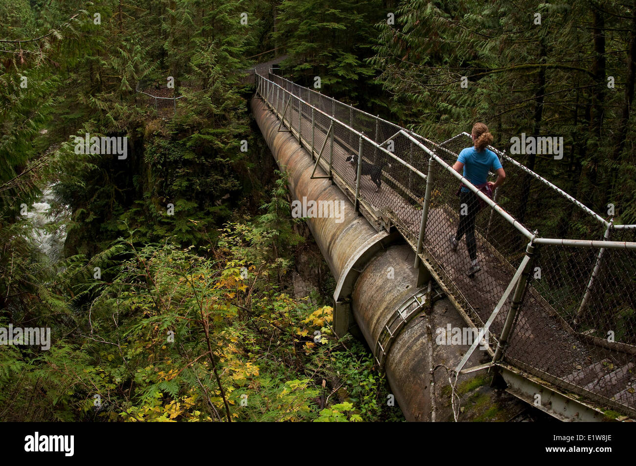 Woman trail running on the Capilano Pacific Trail, Capilano River ...