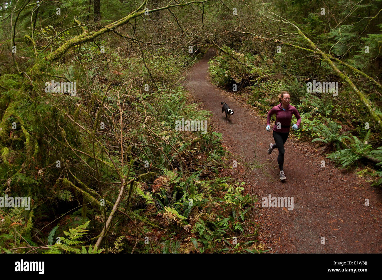 Woman trail running on the Capilano Pacific Trail, Capilano River ...
