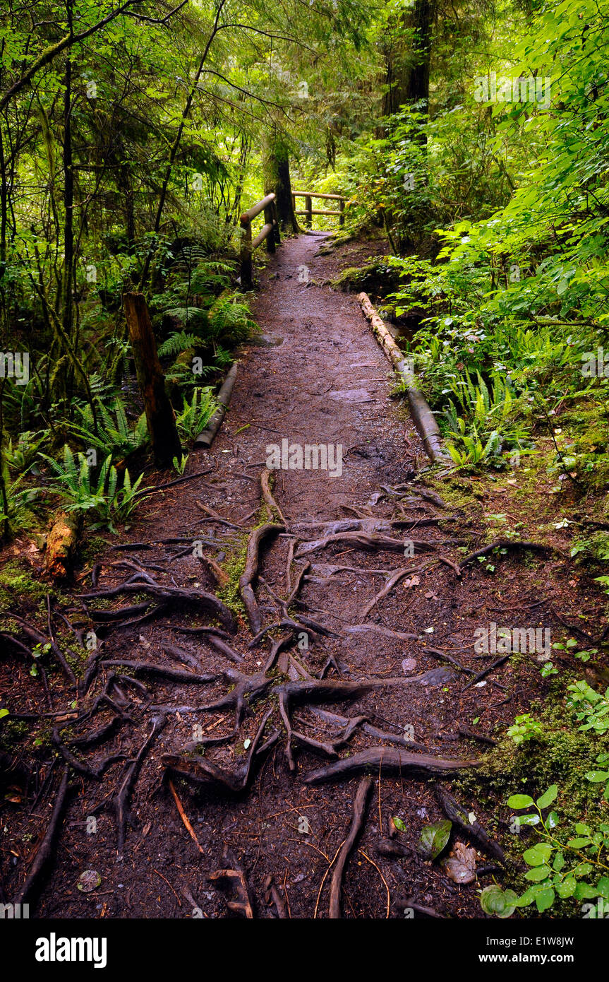 Rainforest and trail scenes in Capilano River Regional Park, North ...
