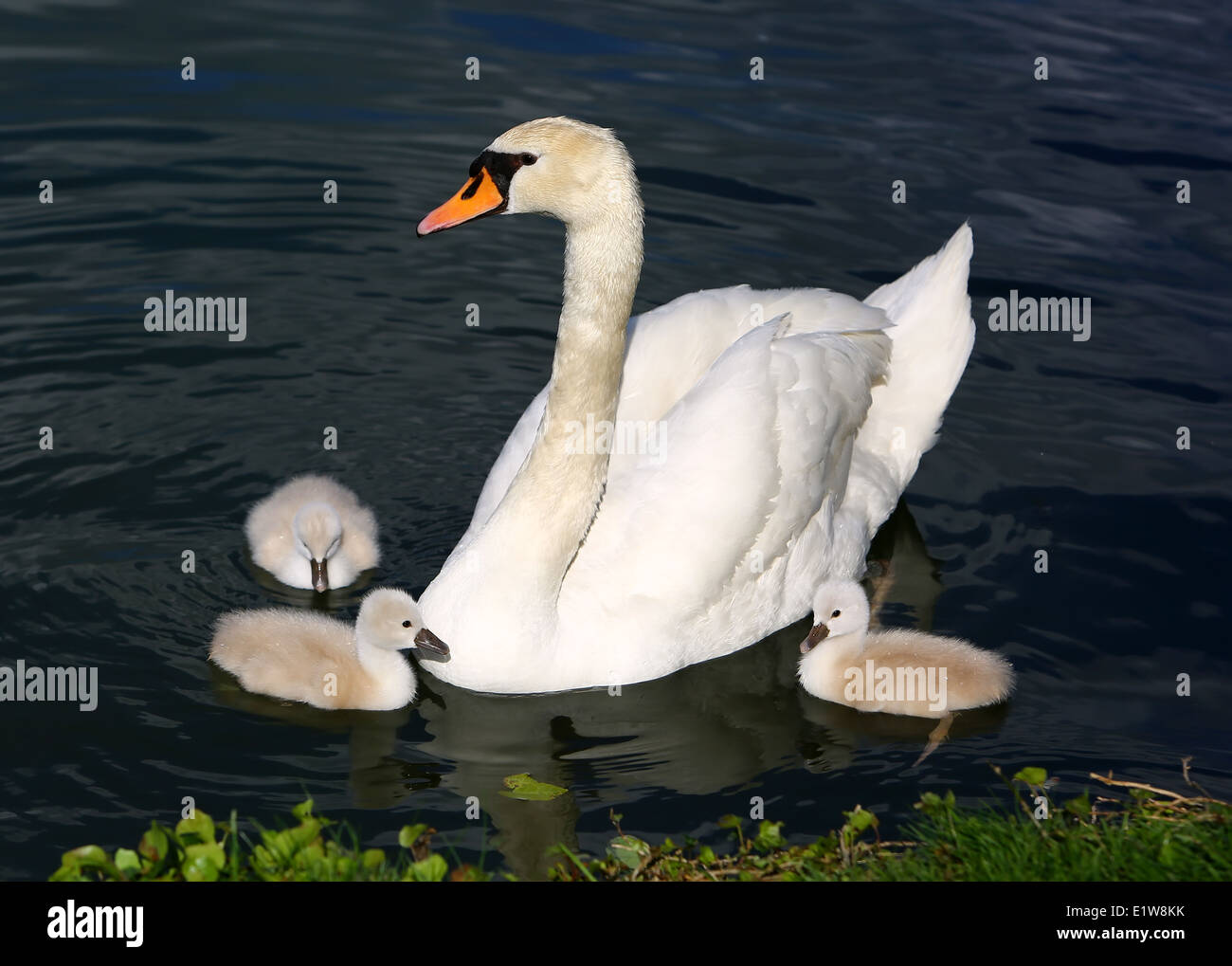 White Swan And Cygnets High Resolution Stock Photography and Images - Alamy