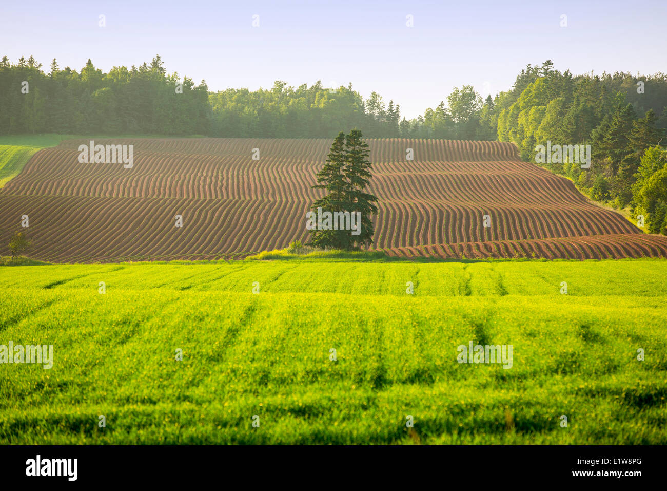 Potatoe field, Cumberland, Prince Edward Island, Canada Stock Photo - Alamy