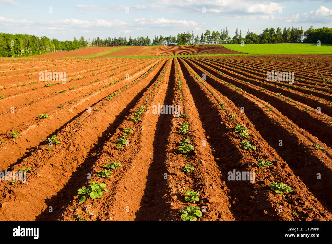 Potato field canada hi-res stock photography and images - Alamy