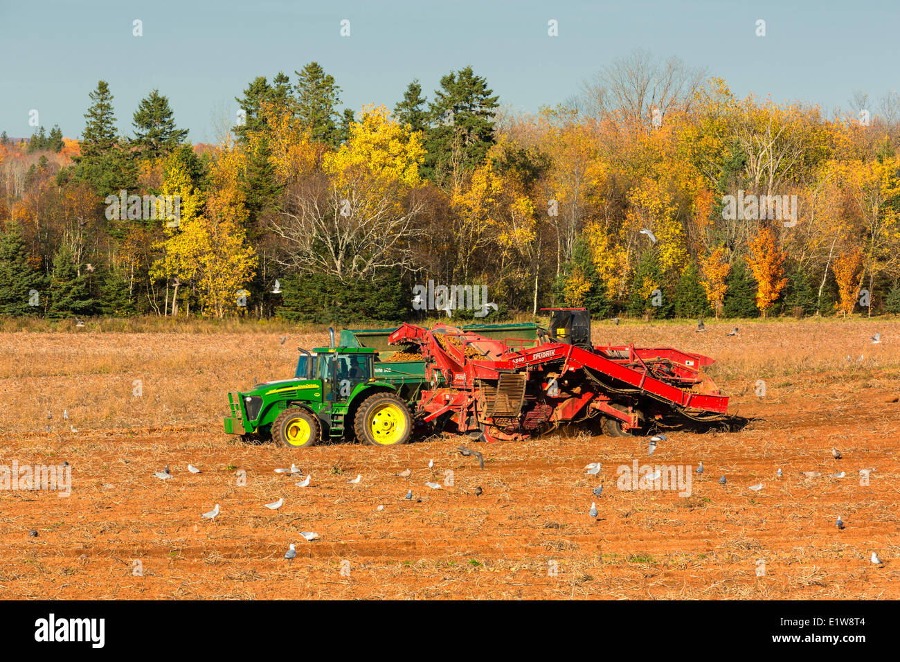 Potatoe harvesting, Kinkora, Prince Edward Island, Canada Stock Photo ...