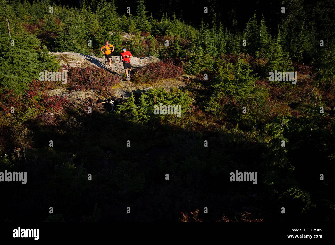 Two people trail running on Hollyburn Mountain, Cypress Bowl, West ...