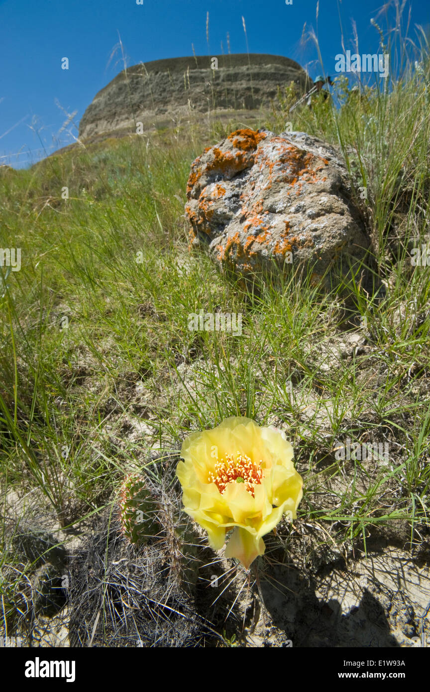 Cactus saskatchewan hi-res stock photography and images - Alamy