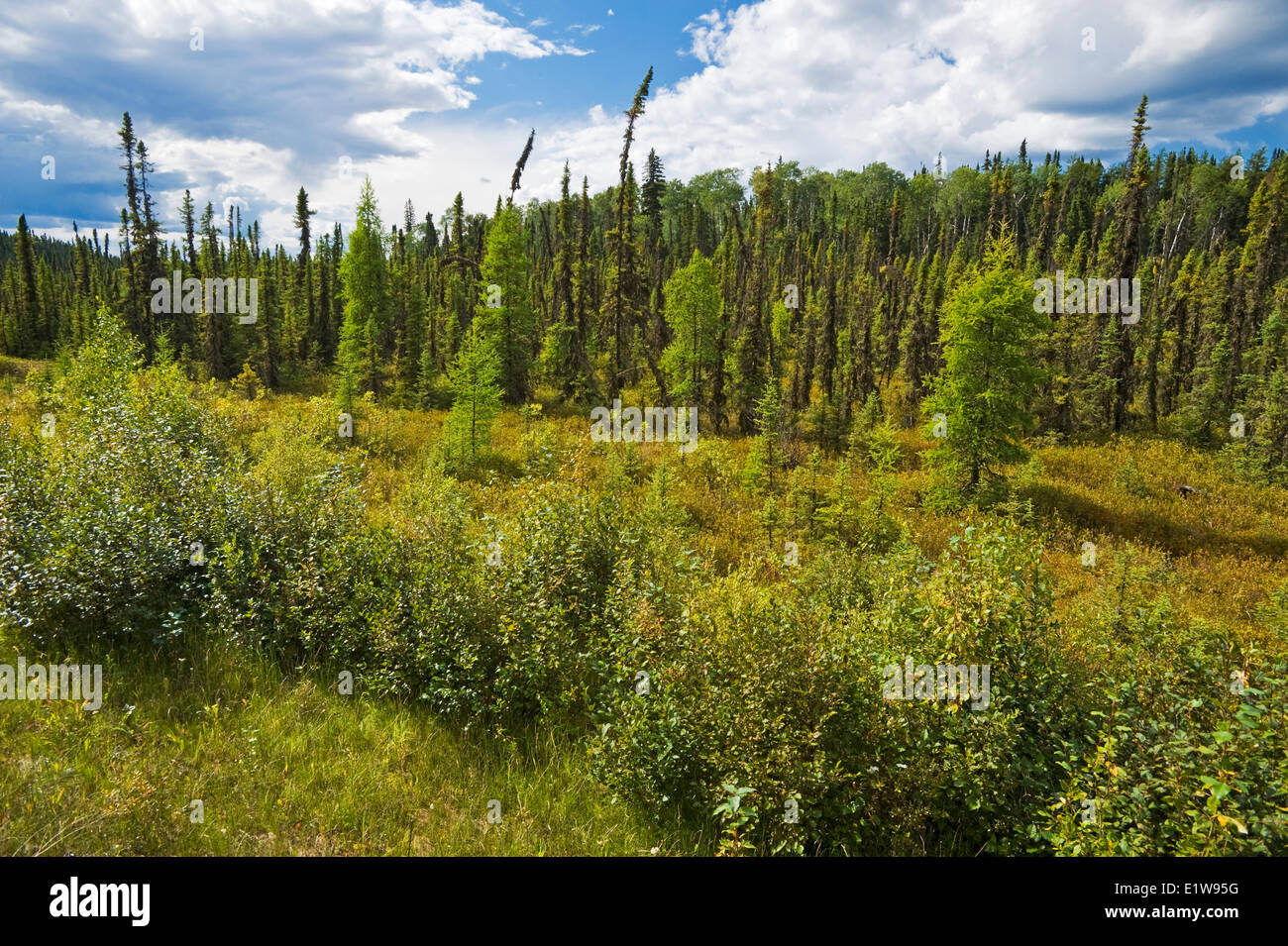 Northern boreal forests hi-res stock photography and images - Alamy