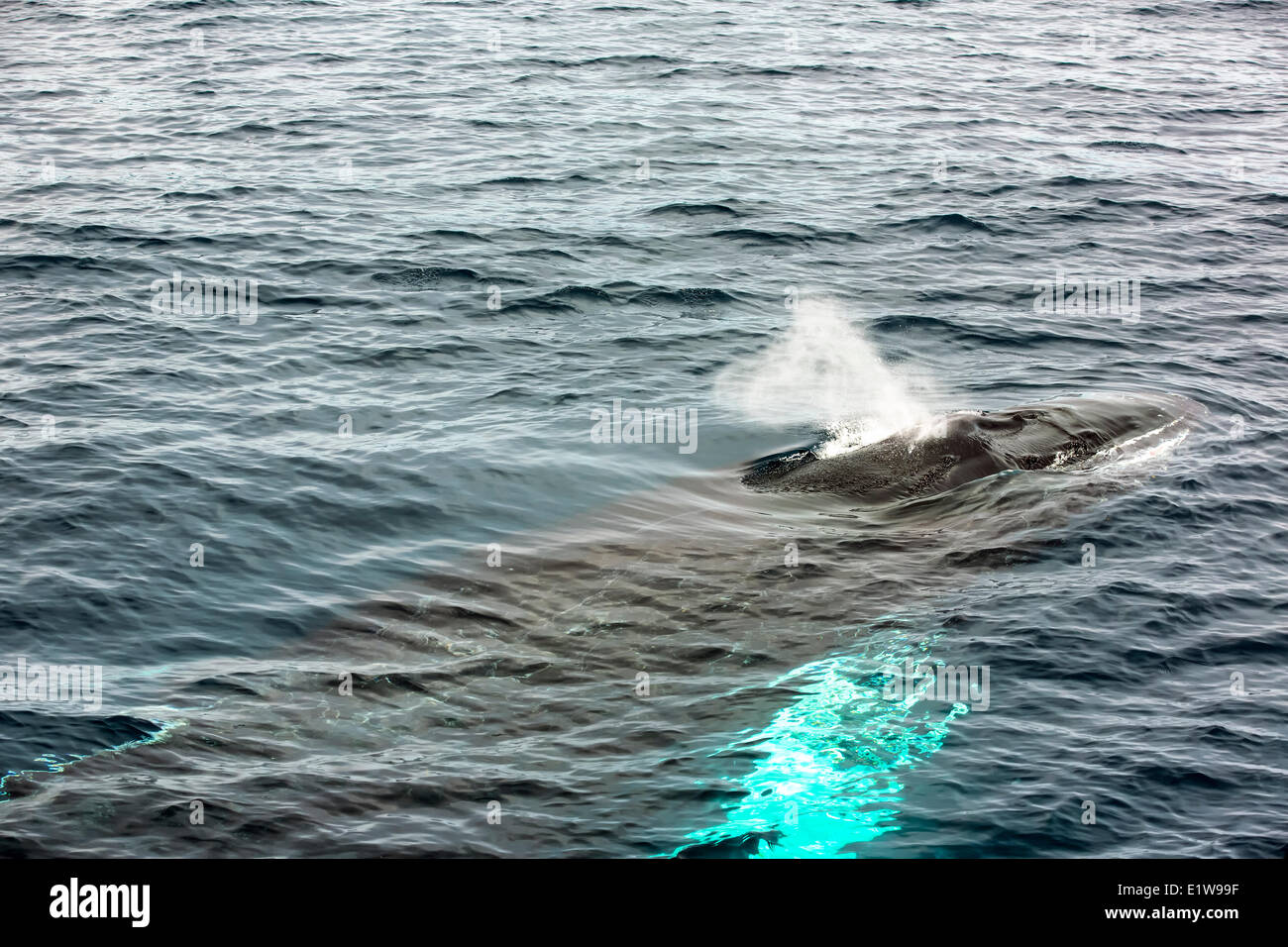 Humpback Whale spouting, (Megaptera novaeangliae, Witless Bay ...