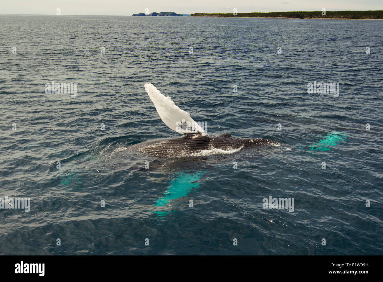 Humpback Whale flipper slapping, (Megaptera novaeangliae, Witless Bay ...