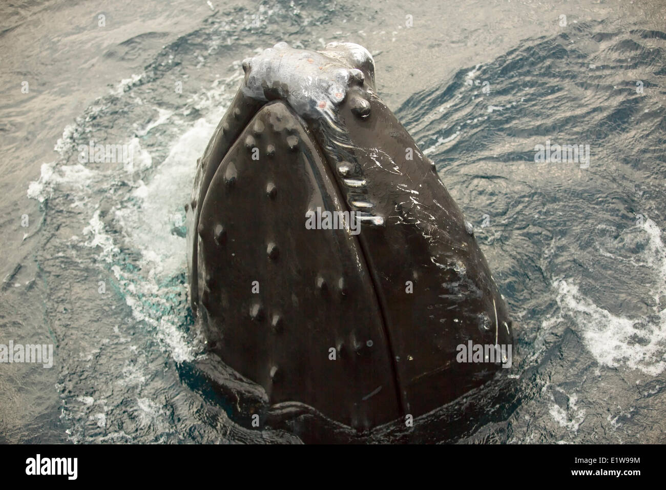 Humpback whale spy hopping hi-res stock photography and images - Alamy