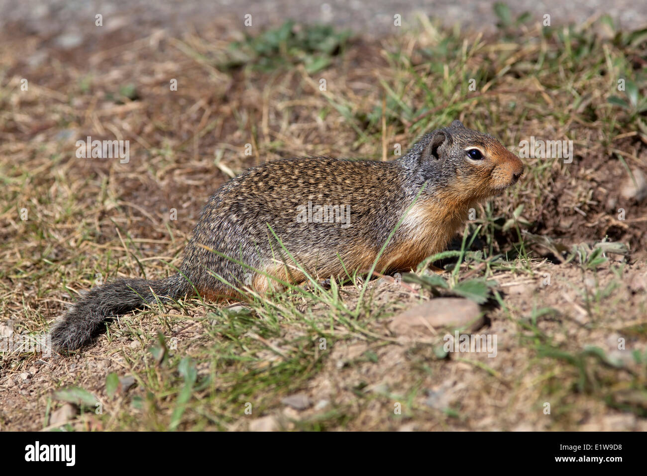 Columbian Ground Squirrel (Urocitellus columbianus), Manning Provincial ...