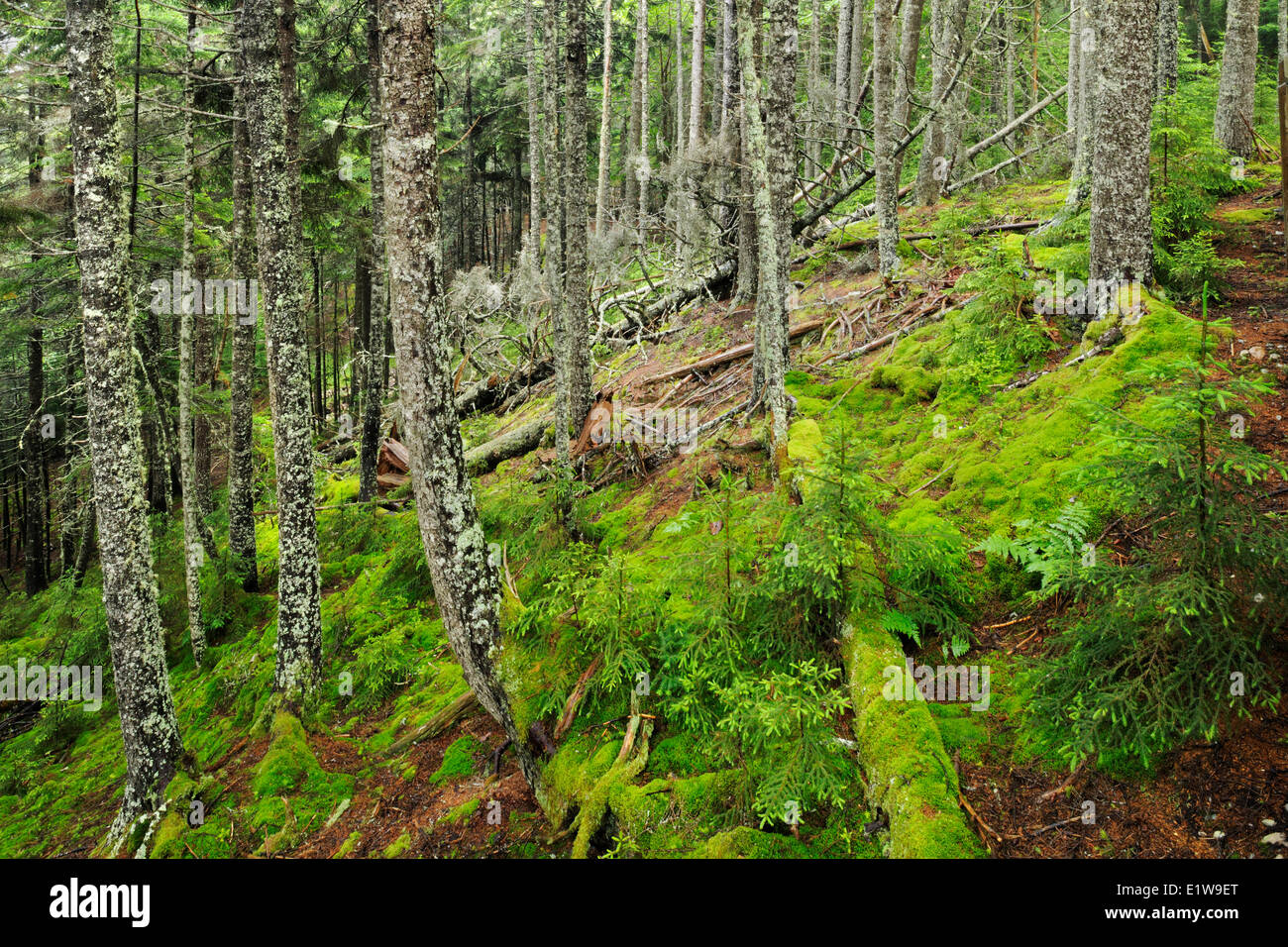 Acadian forest in Fundy National Park, New Brunswick, Canada Stock ...
