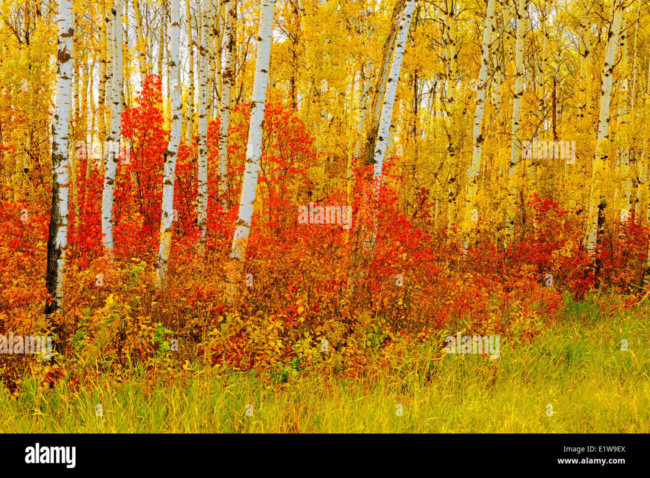Aspen trees in autumn, Riding Mountain National Park, Manitoba, Canada ...