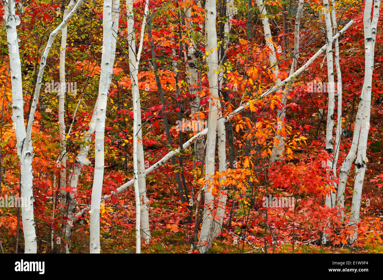 Maples in autumn color with birch trees, Sudbury, Ontario, Canada Stock ...