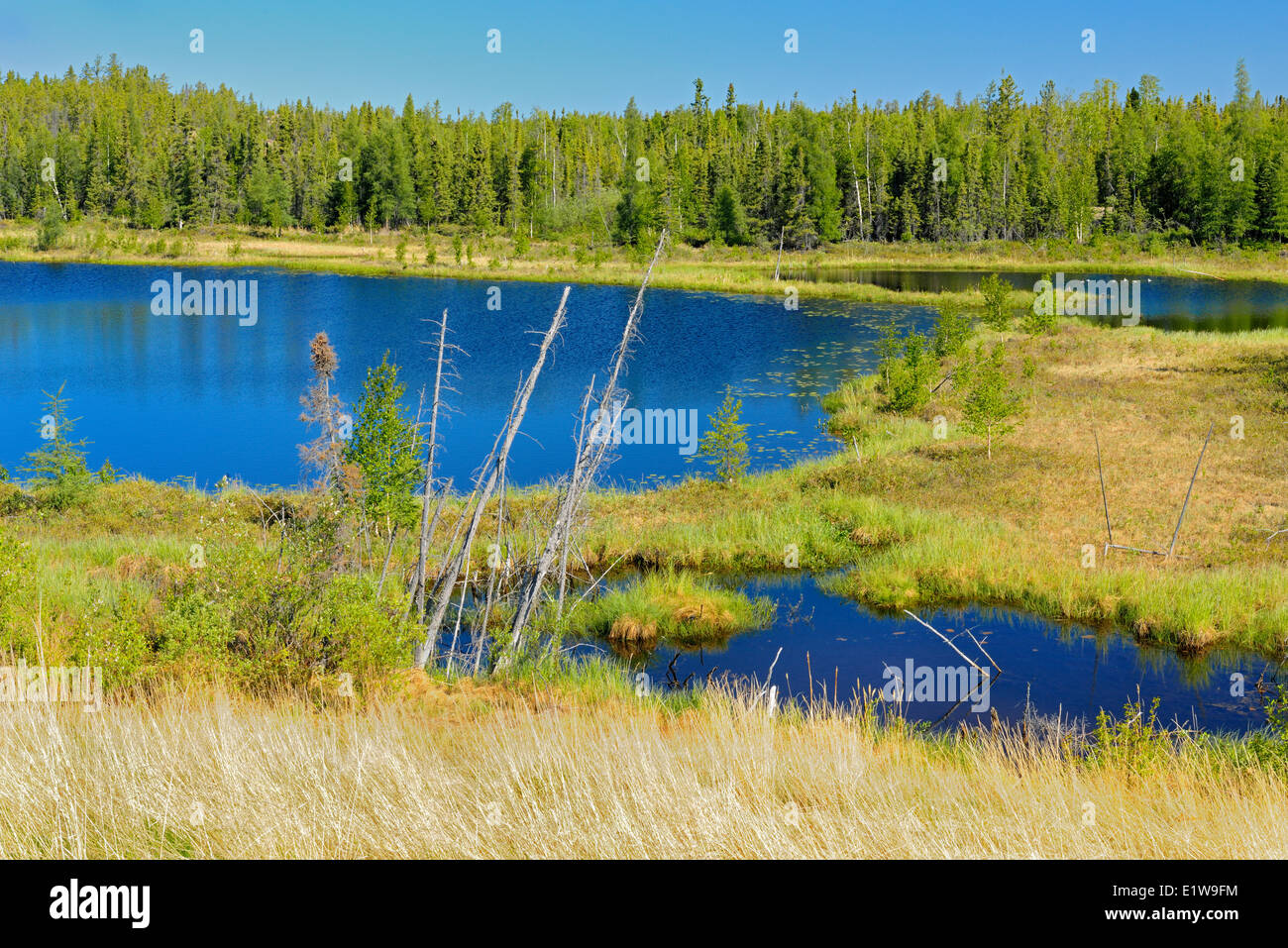 Wetlands near yellowknife hi-res stock photography and images - Alamy