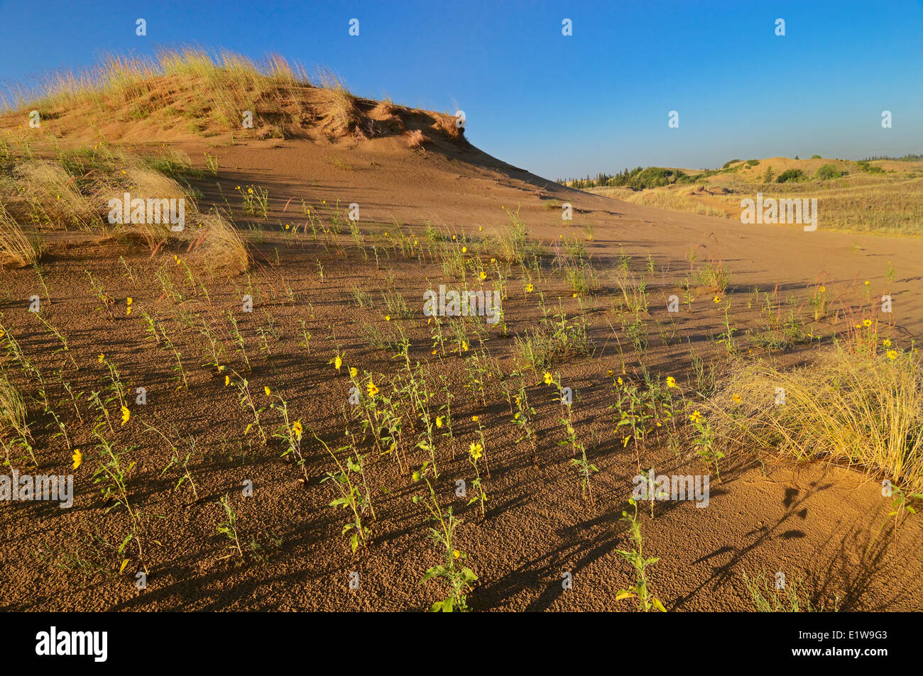 Sand dunes and sunflowers at sunrise in the Carberry Desert, Spruce ...