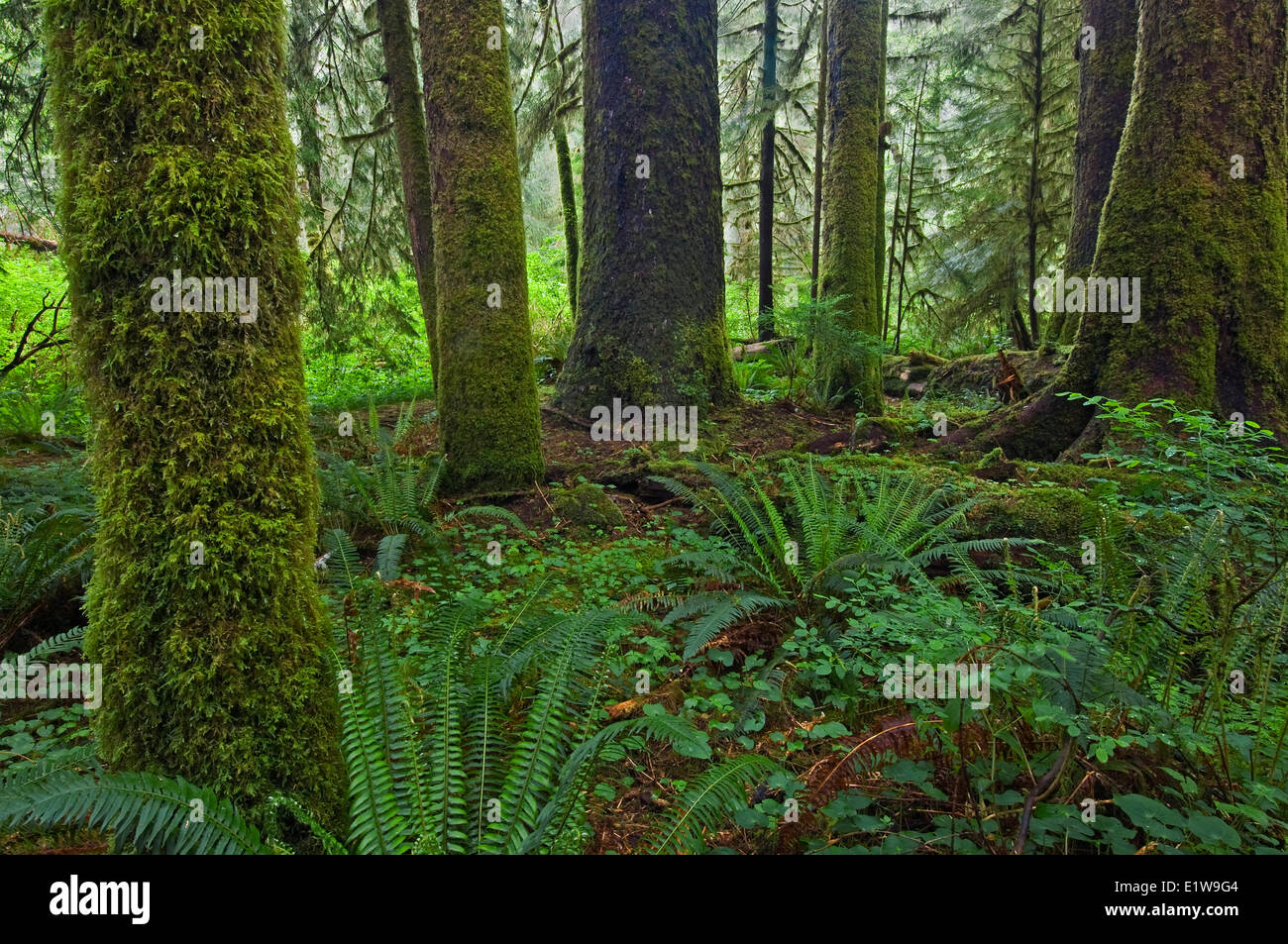 Old growth forest in Coastal temperate rain forest, Carmanah Walbran ...