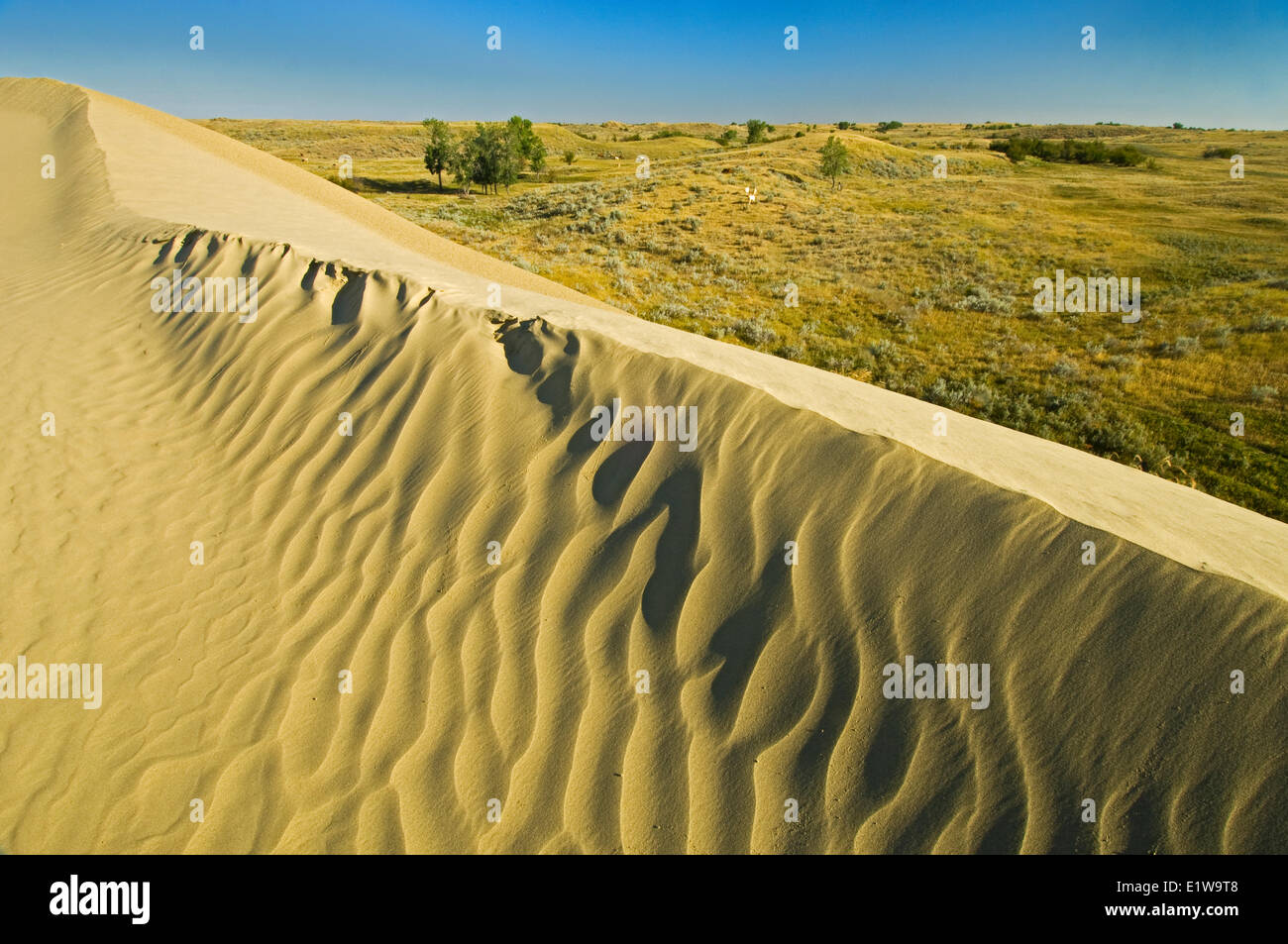 Sand dunes and the Canadian prairie, Great Sand Hills, Saskatchewan ...