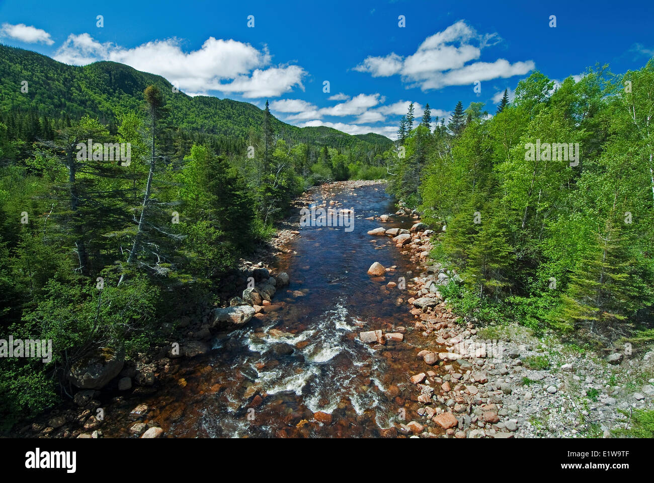 A trout river in Gros Morne National Park, Newfoundland , Canada Stock ...