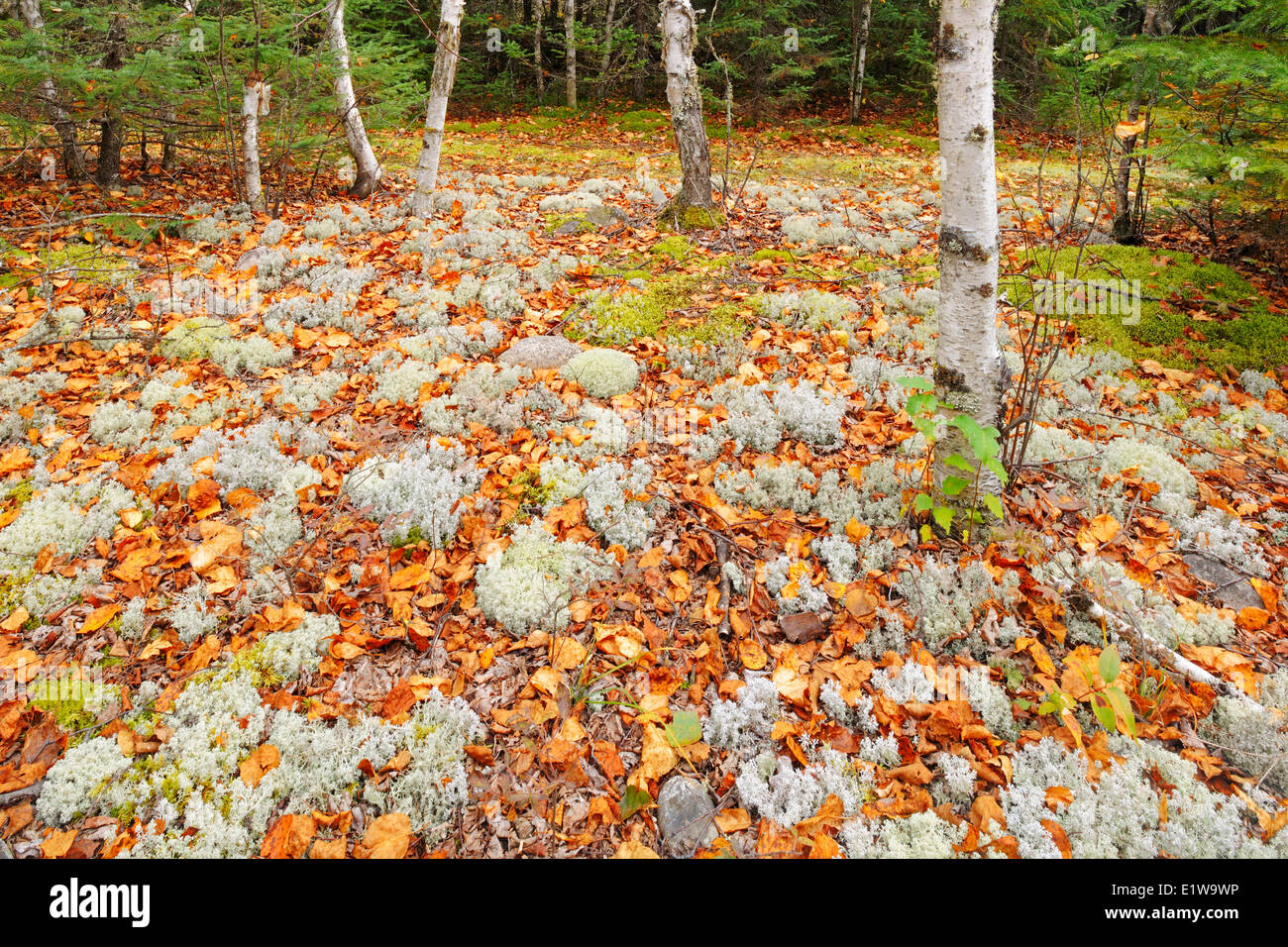 Lichens in forest floor, Ear Falls, Ontario, Canada Stock Photo - Alamy