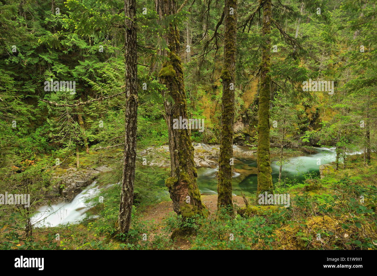 Little Qualicum River with lush growth in coastal forest, Little ...
