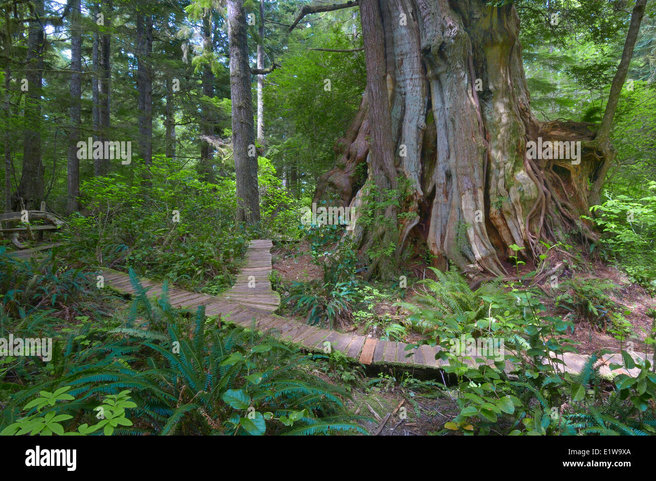 Giant tree in old growth forest of coastal temperate rain forest ...