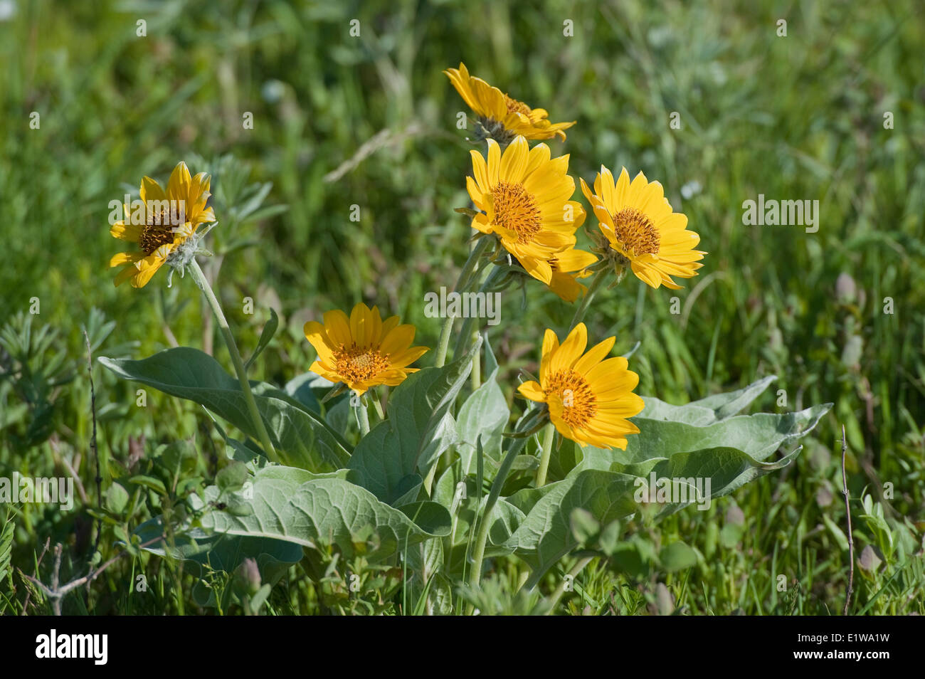Balsamorhiza flower hi-res stock photography and images - Alamy