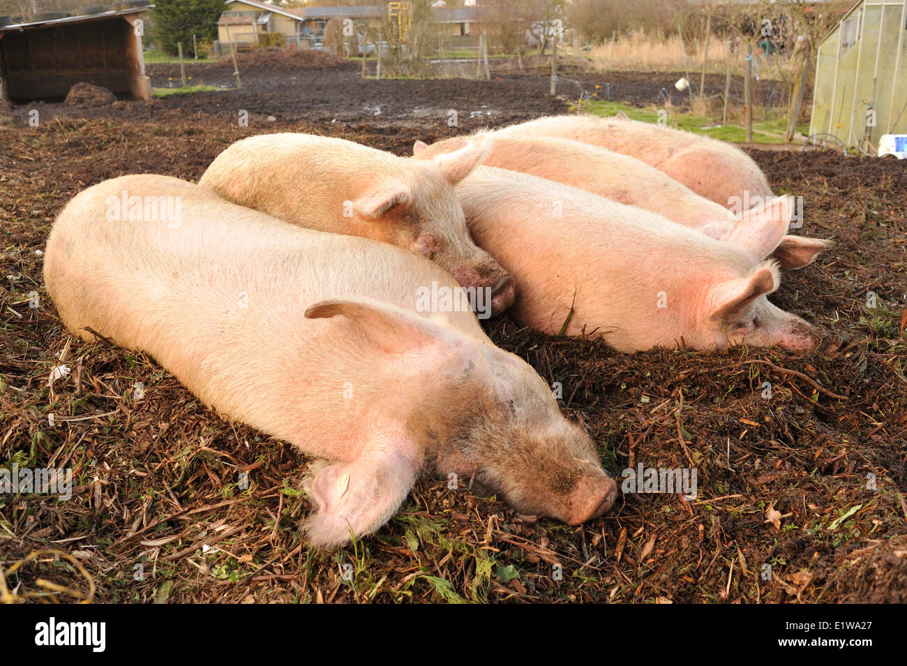Pig Lying Down High Resolution Stock Photography and Images - Alamy
