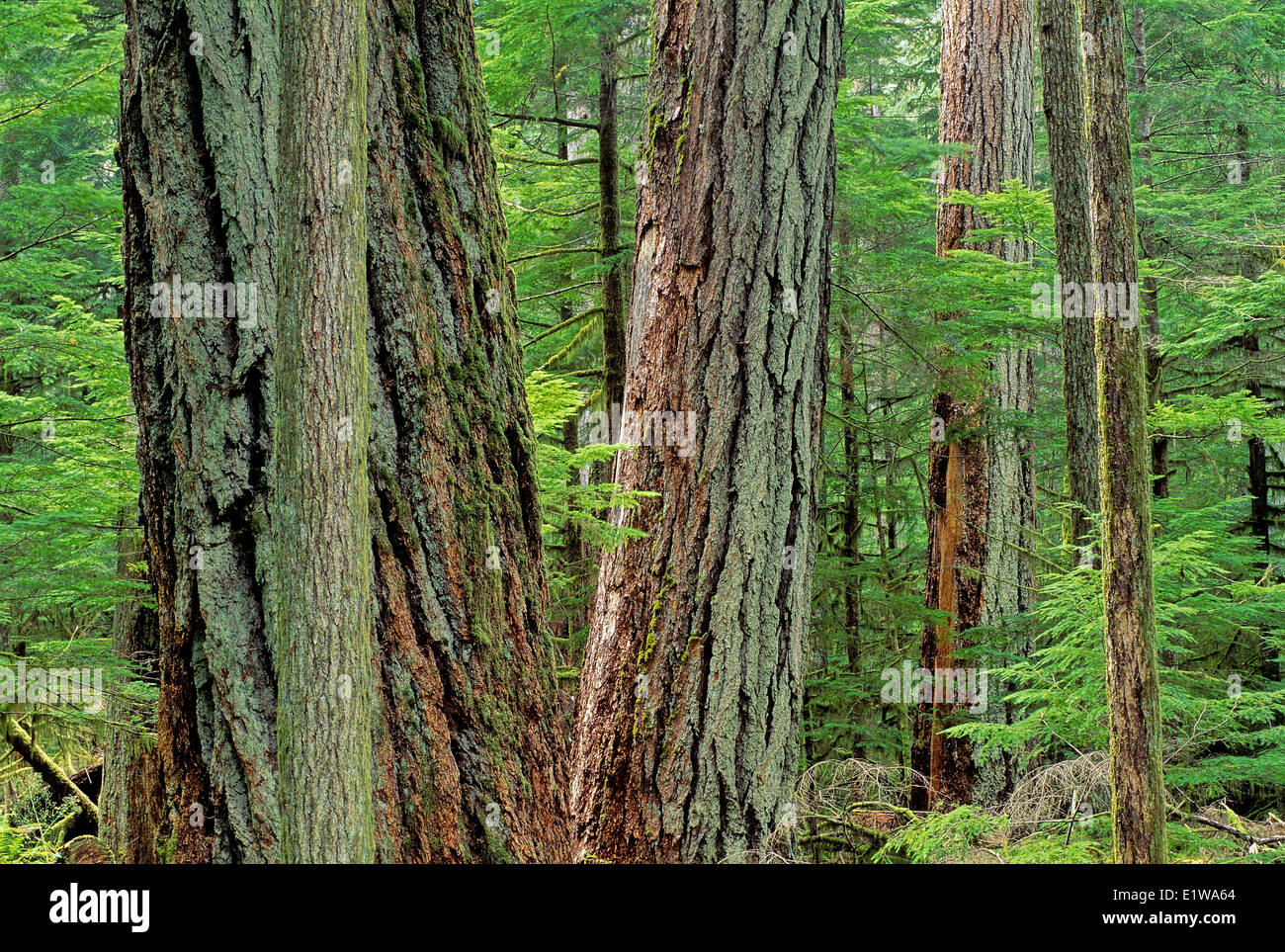 Coastal temperate rain forest, Pacific Rim National Park, British ...