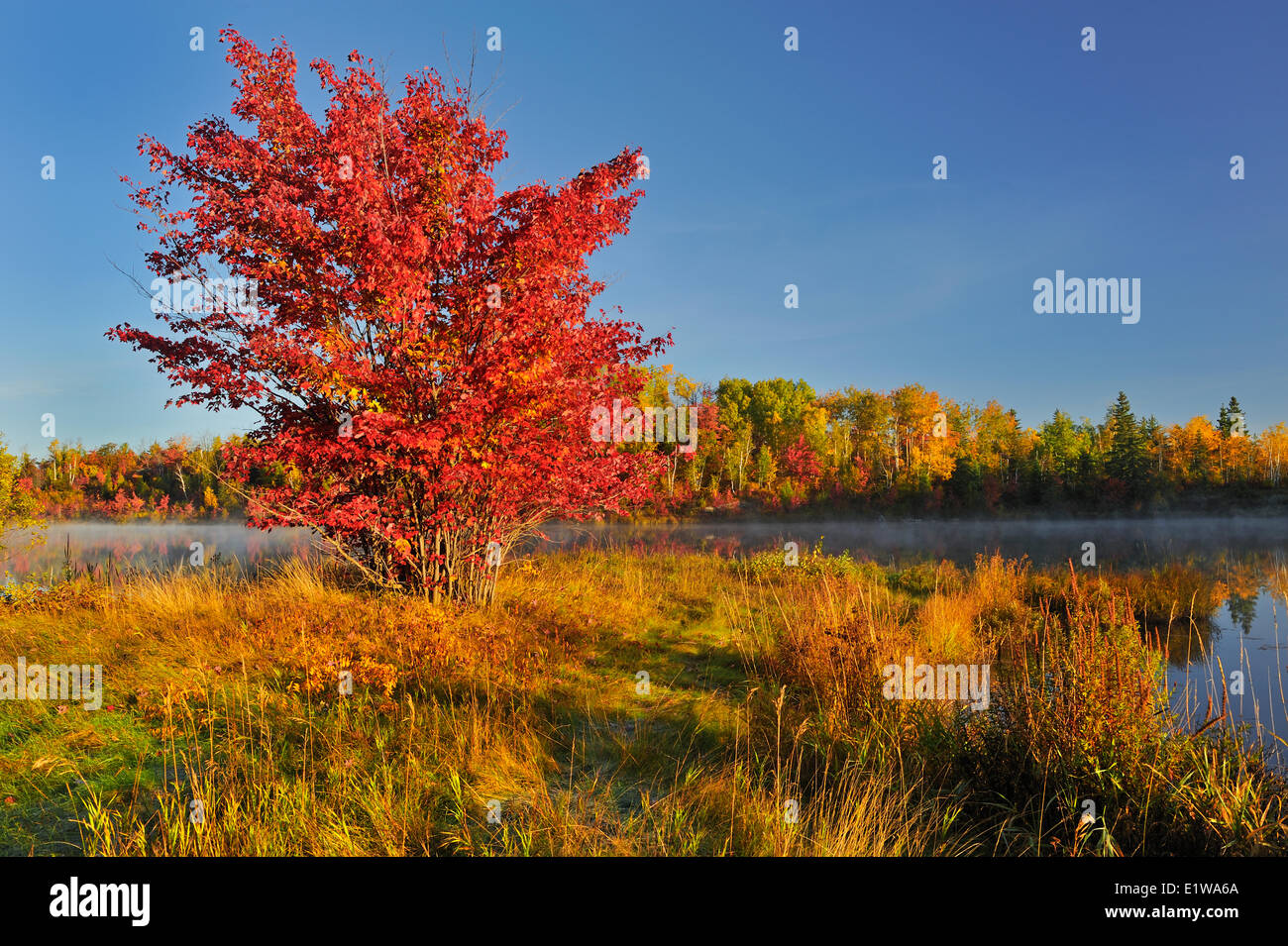 Types of maple trees in ontario - Olfehood