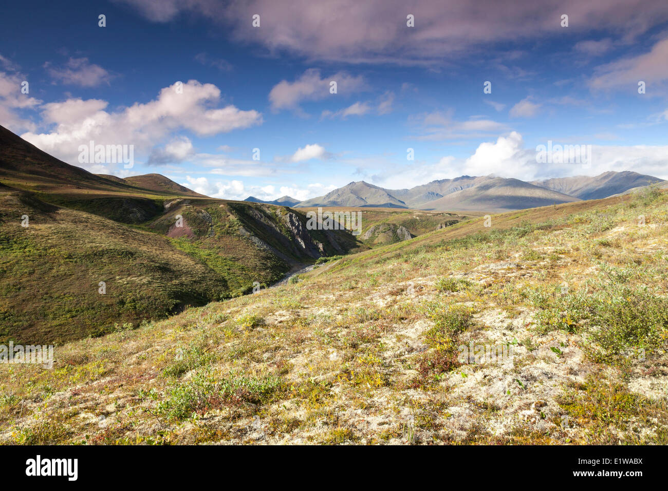 Taiga hi-res stock photography and images - Alamy