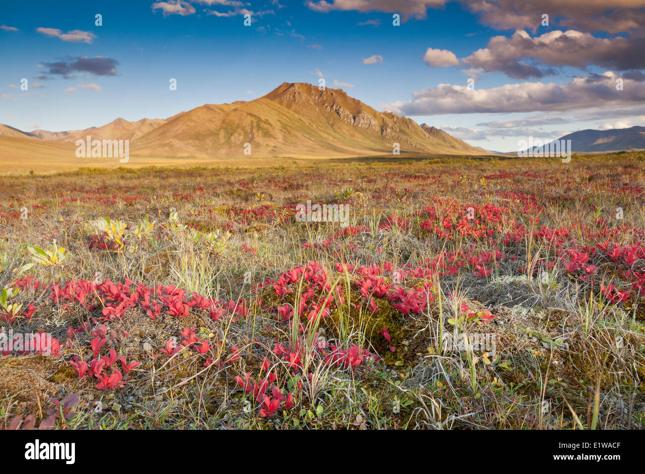 Tundra in fall colour hi-res stock photography and images - Alamy