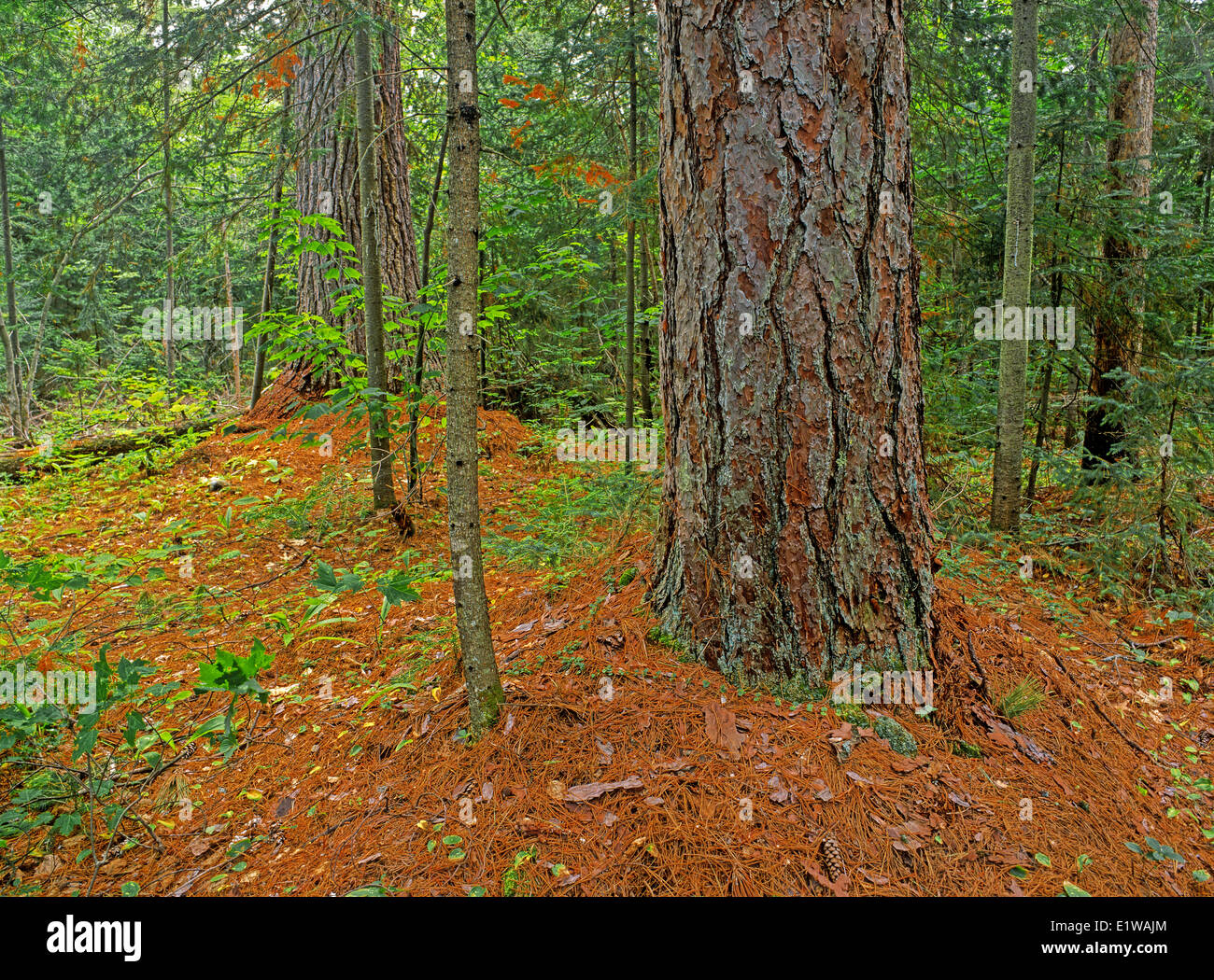 Old growth pine forest in Great White Bear Forest, Temagami, Ontario ...