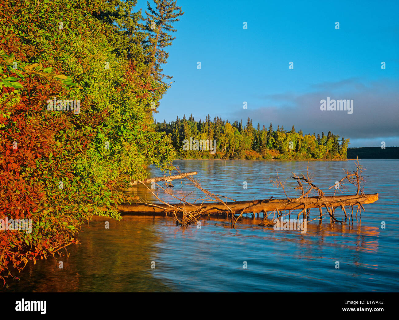Birch tree at sunset on Waskesiu Lake, Prince Albert National Park ...