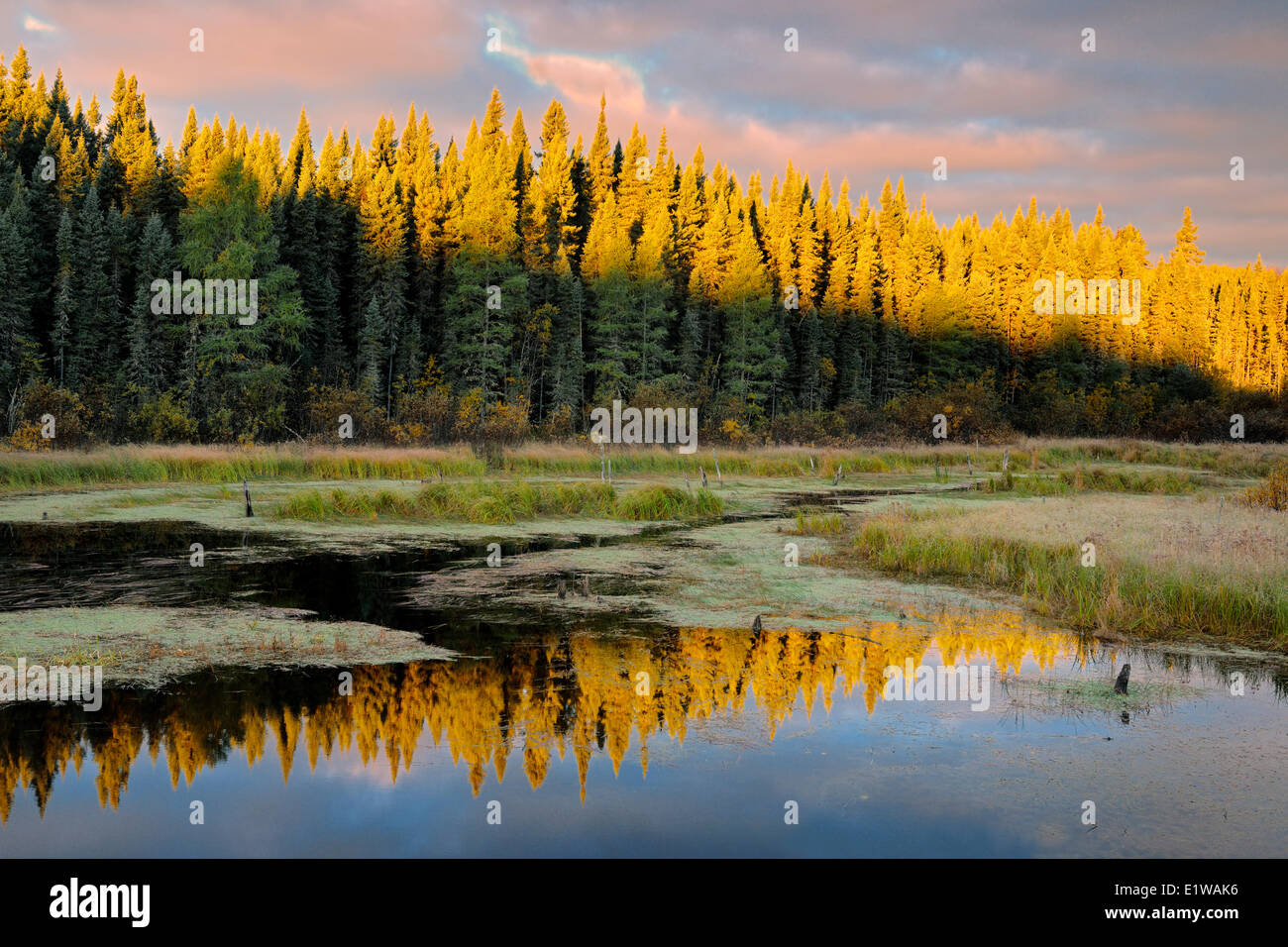 Boreal forest reflection in wetland at sunrise hi-res stock photography and images - Alamy