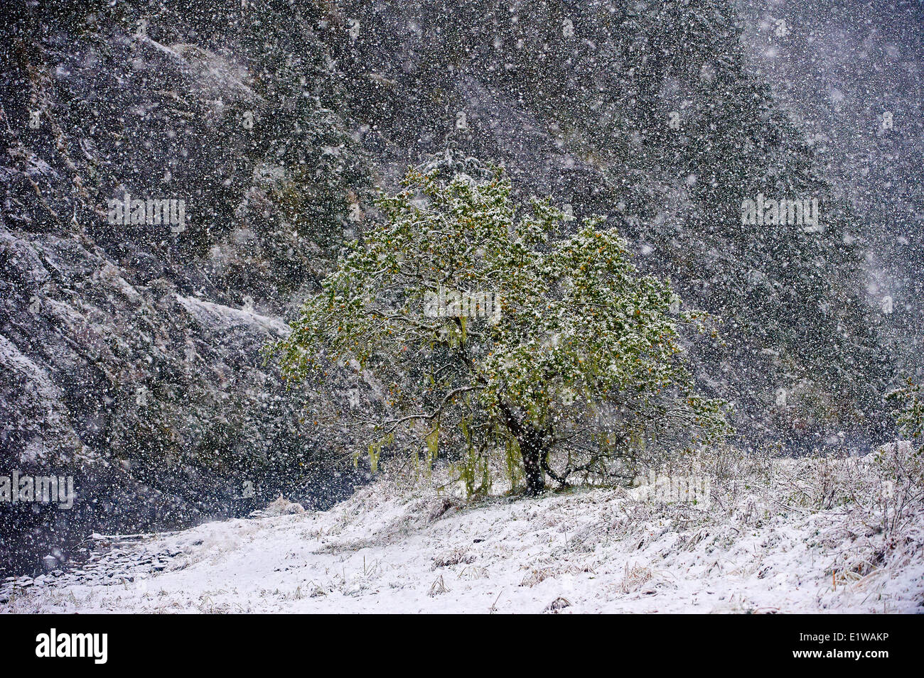 The great bear rainforest storm hi-res stock photography and images - Alamy