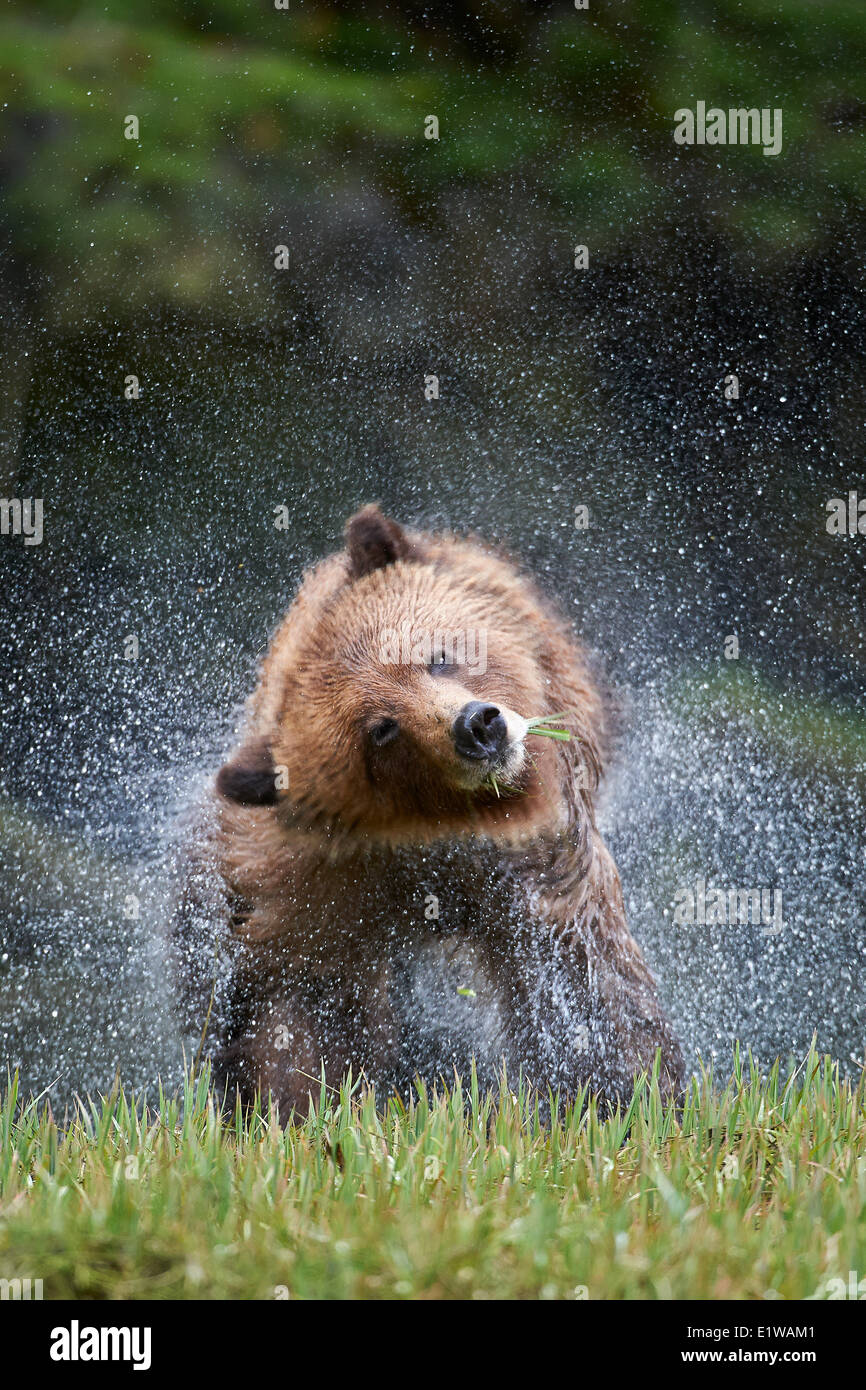 Grizzly Bear, (ursus arctos horribilus) female shaking, Great Bear ...
