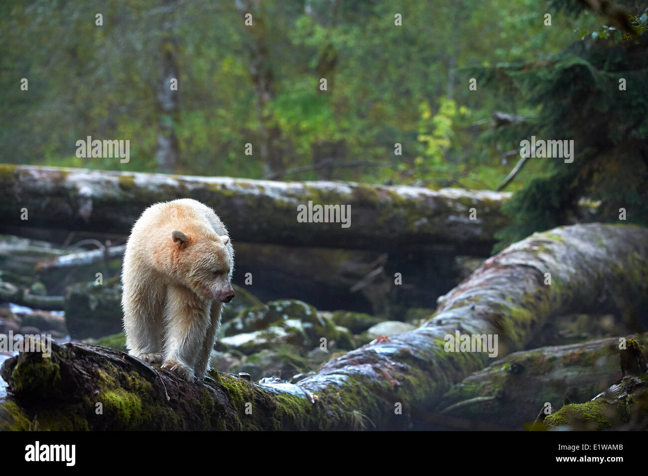 Kermode bear ursus americanus kermodei hi-res stock photography and ...