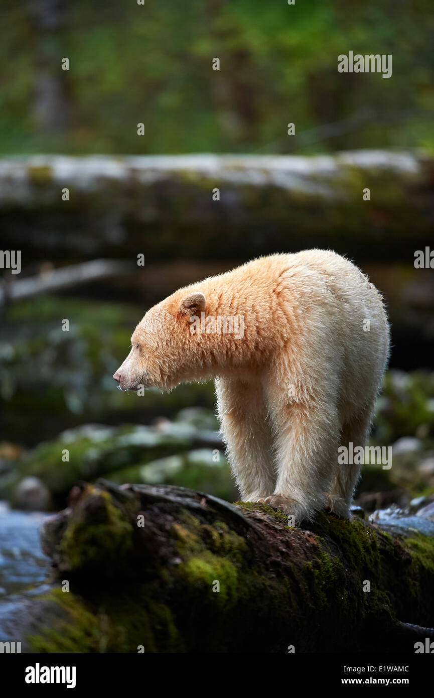 Kermode bear ursus americanus kermodei hi-res stock photography and ...