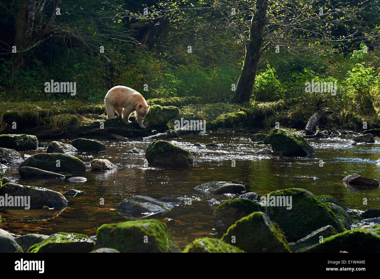 Kermode Bear, (ursus americanus kermodei) also known as the Spirit Bear ...